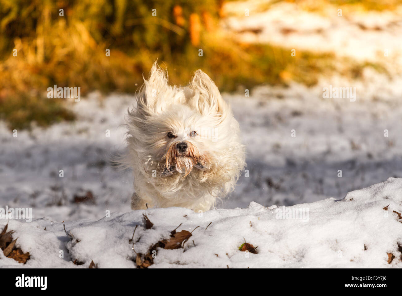 Long hard winter hi-res stock photography and images - Alamy