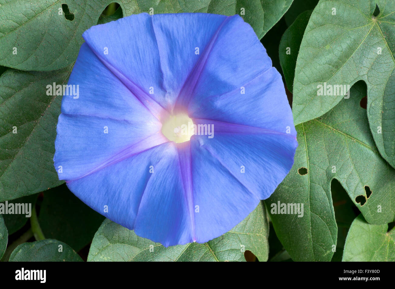Star ipomoea hi-res stock photography and images - Alamy