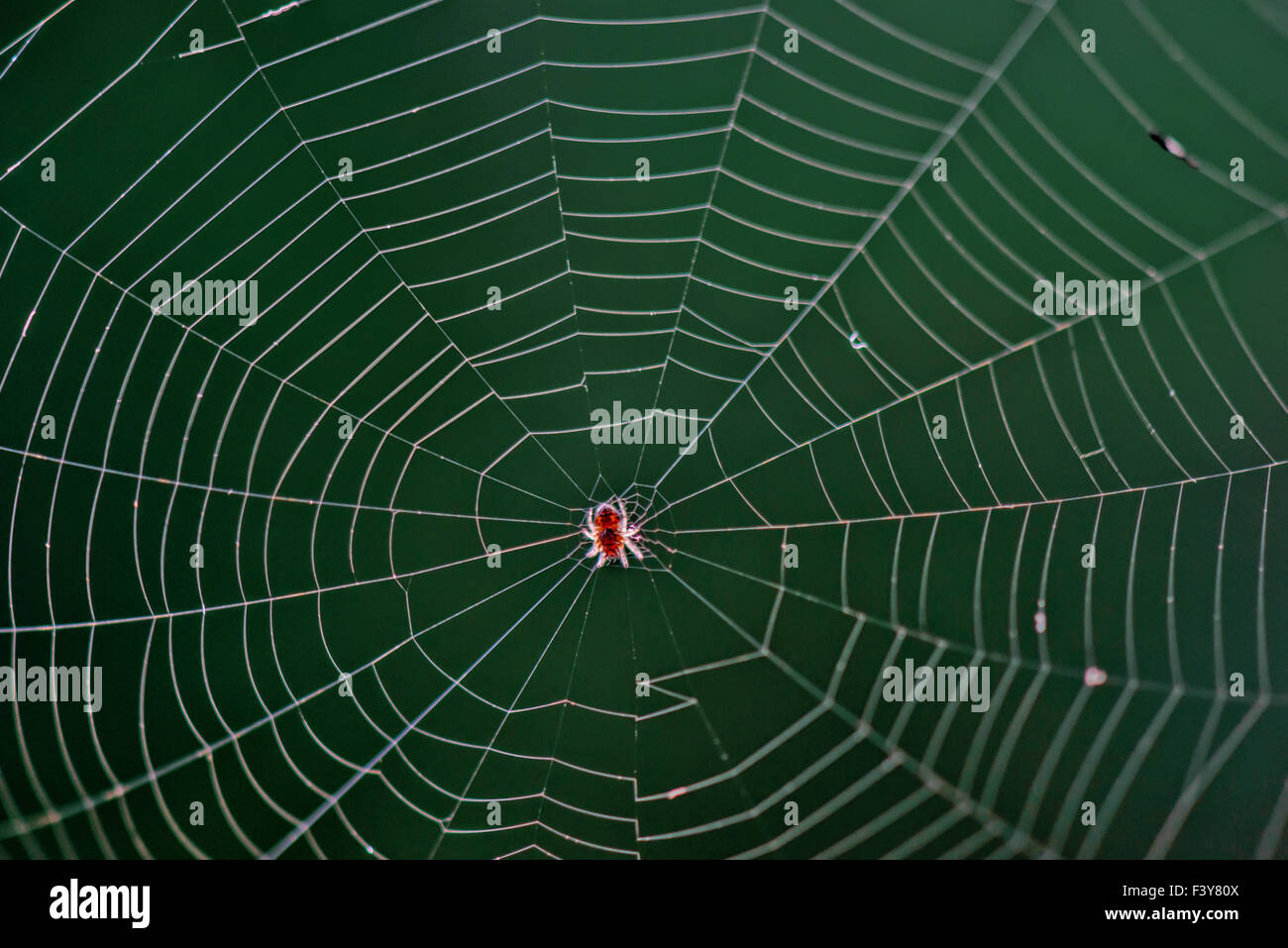 Horror spider webs hi-res stock photography and images - Alamy