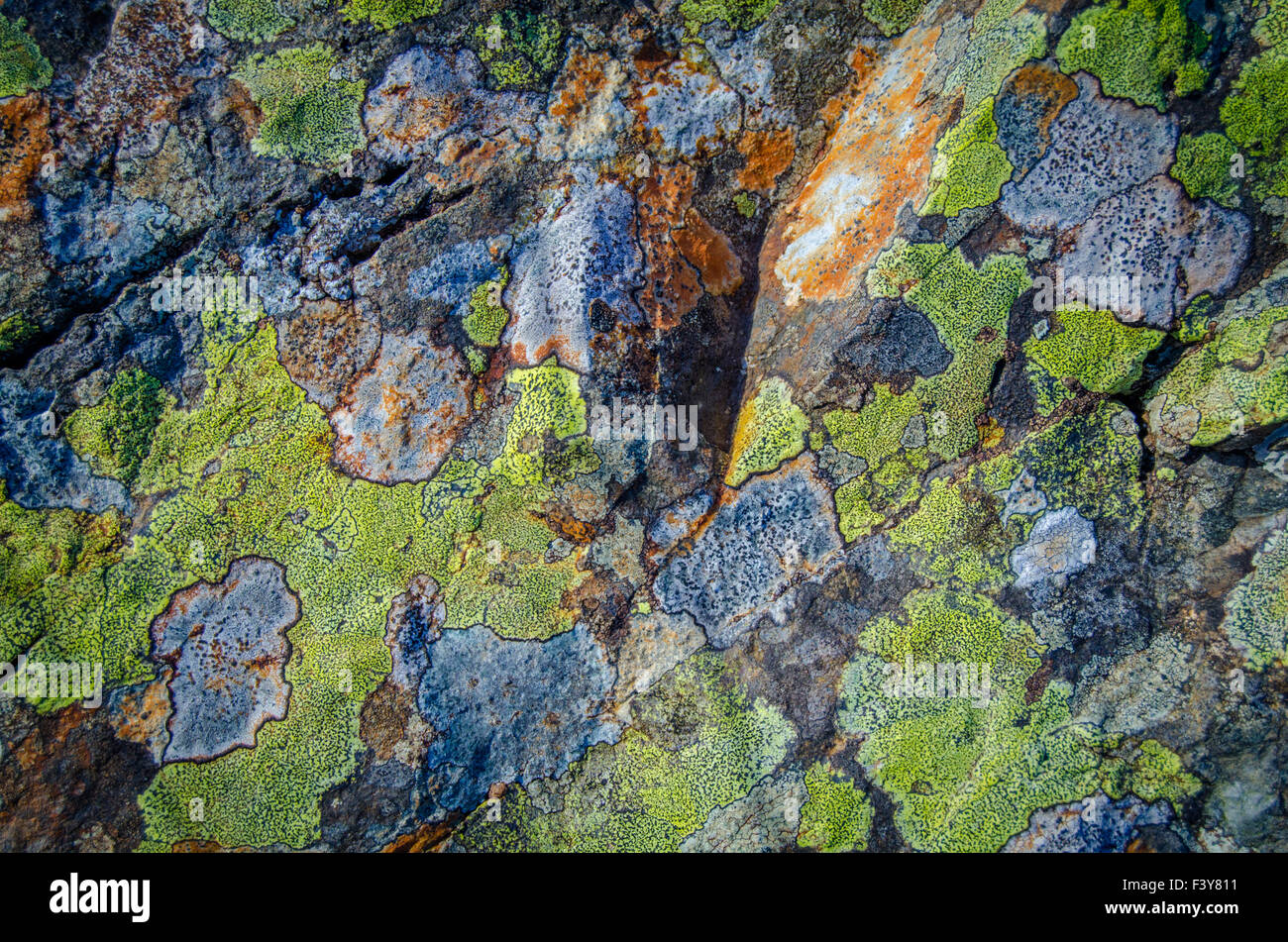 Multicolored Lichen Background Stock Photo - Alamy