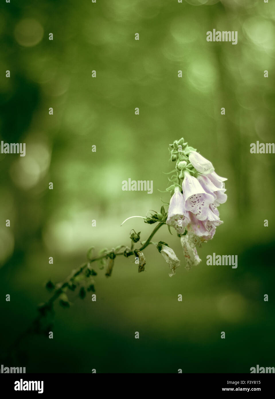 Retro uk flowers hi-res stock photography and images - Alamy