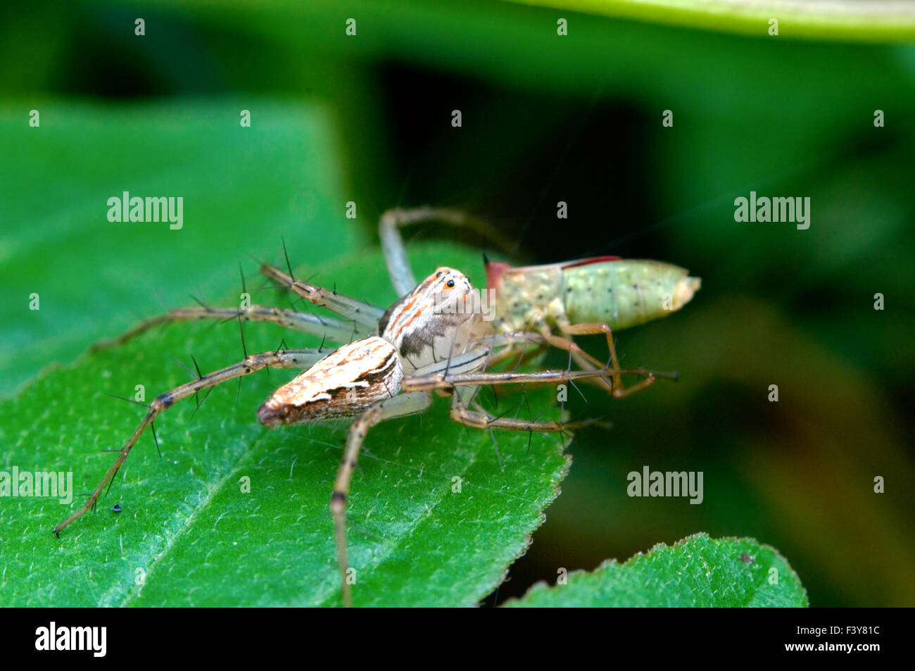 Lynx spider oxyopes leaf hi-res stock photography and images - Alamy