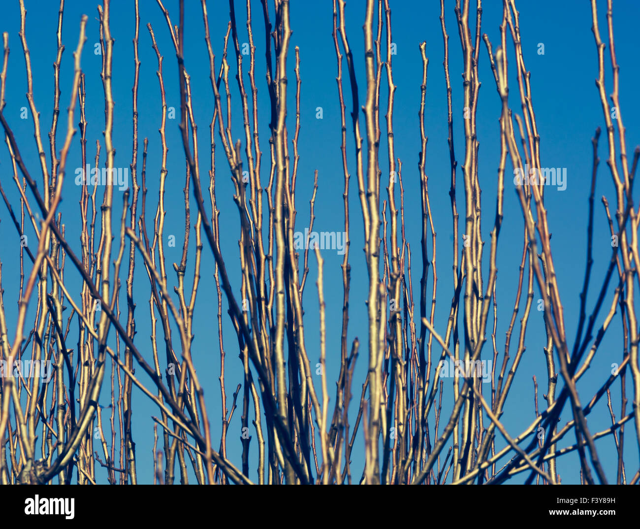 Upwards Growing Twigs Stock Photo - Alamy