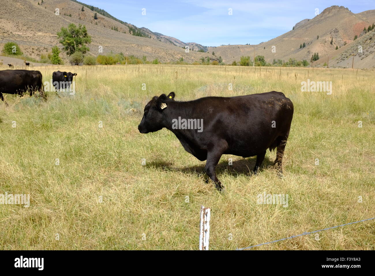 Fall cattle drive Stock Photo - Alamy