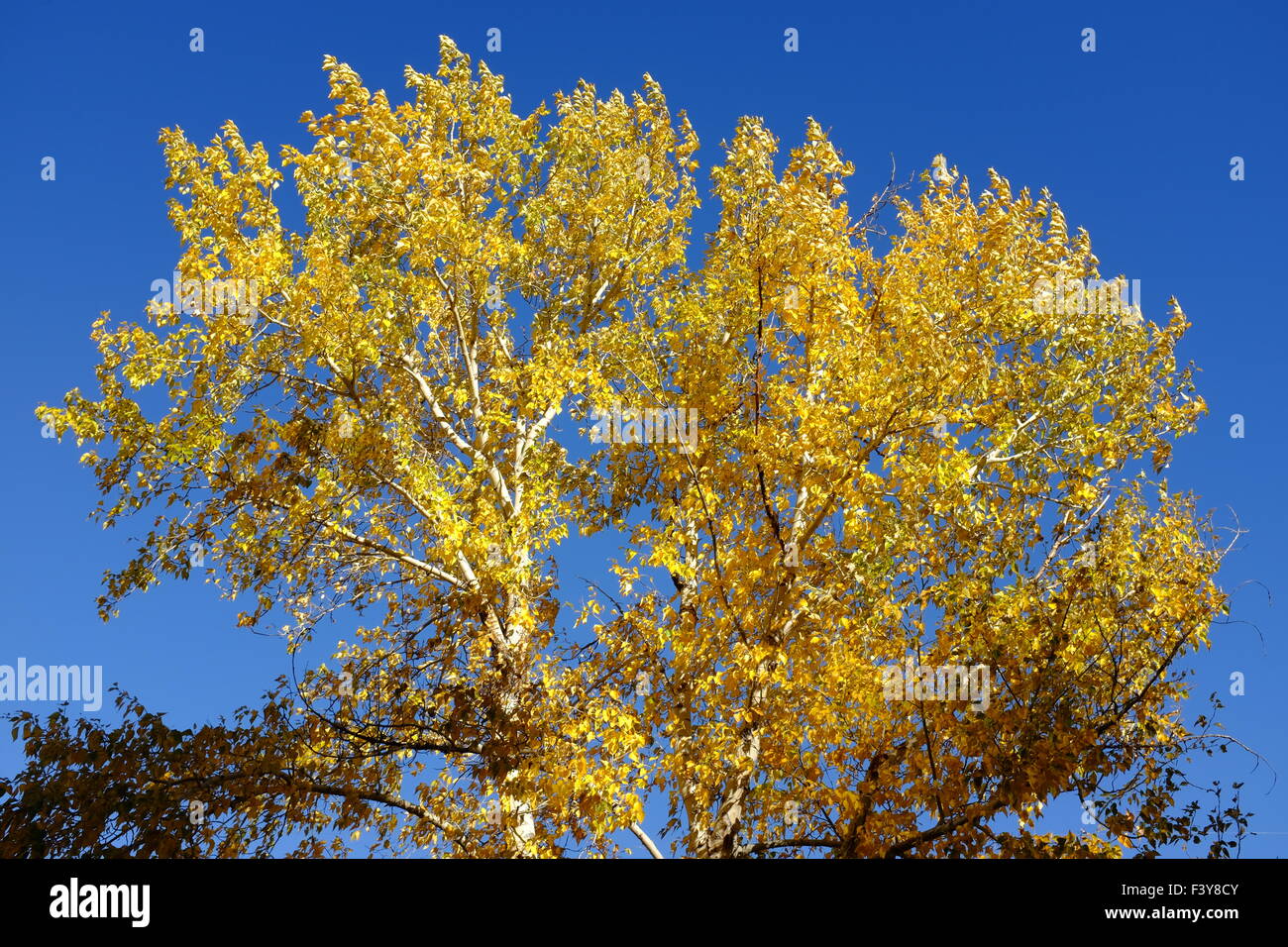 Cottonwood trees in fall colors hi-res stock photography and images - Alamy