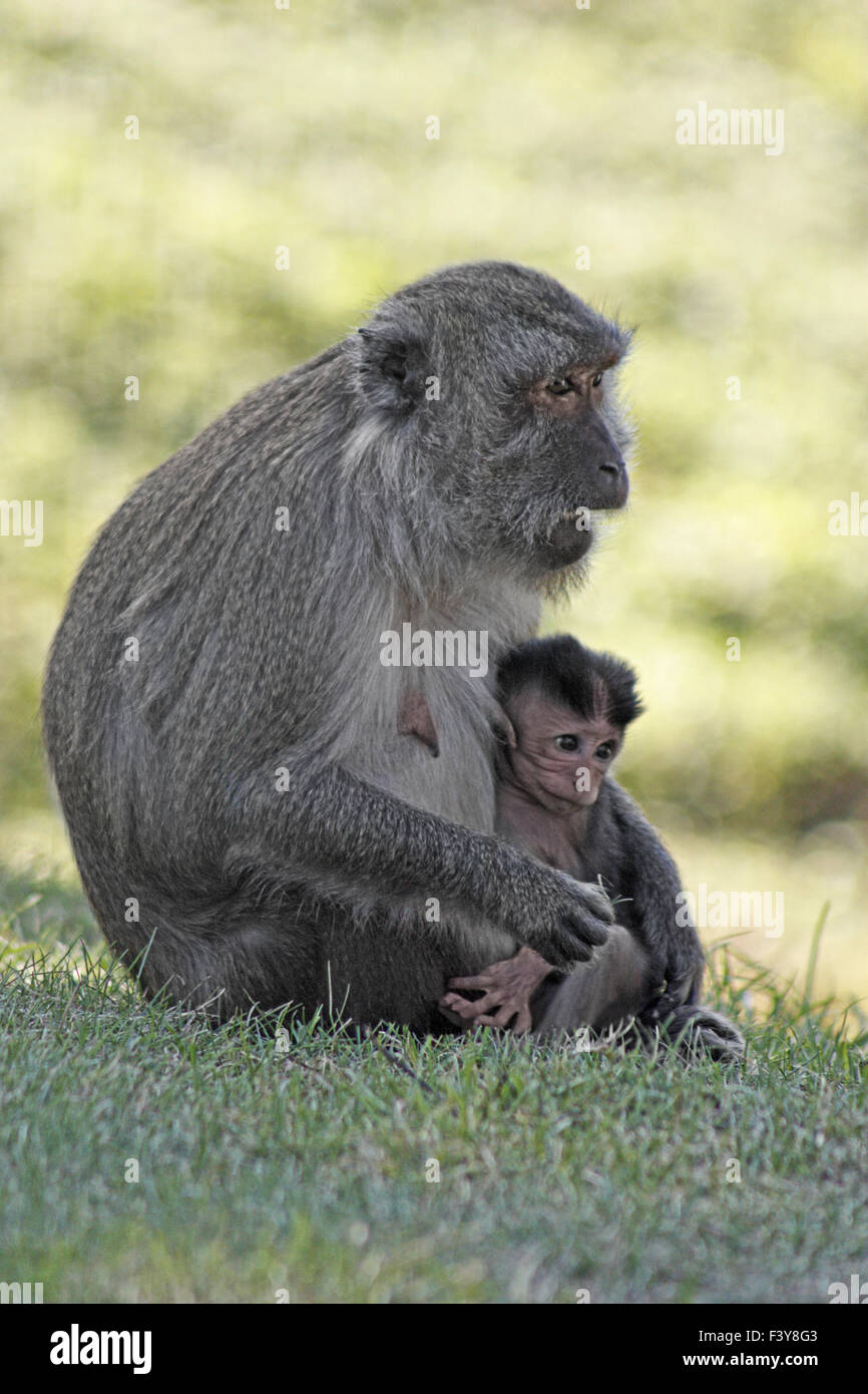 Macac hi-res stock photography and images - Alamy