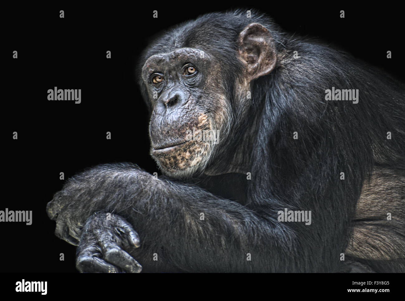 Big monkey hi-res stock photography and images - Alamy