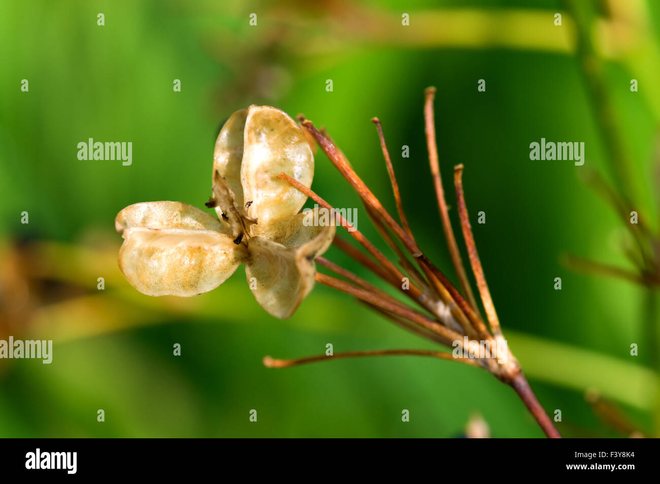 The seed of weed plant Stock Photo - Alamy