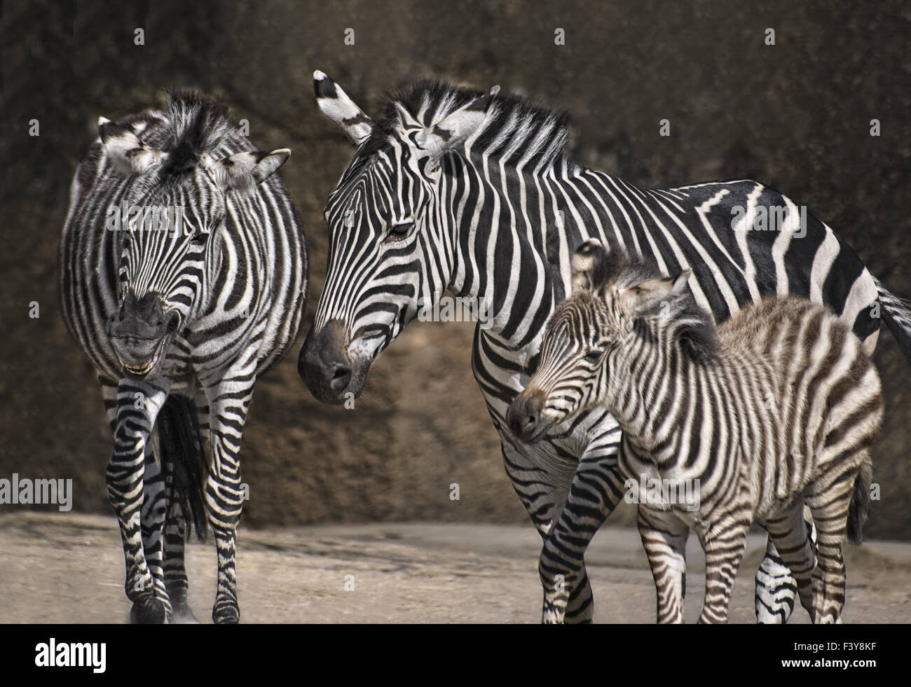 Striped horses of africa hi-res stock photography and images - Alamy