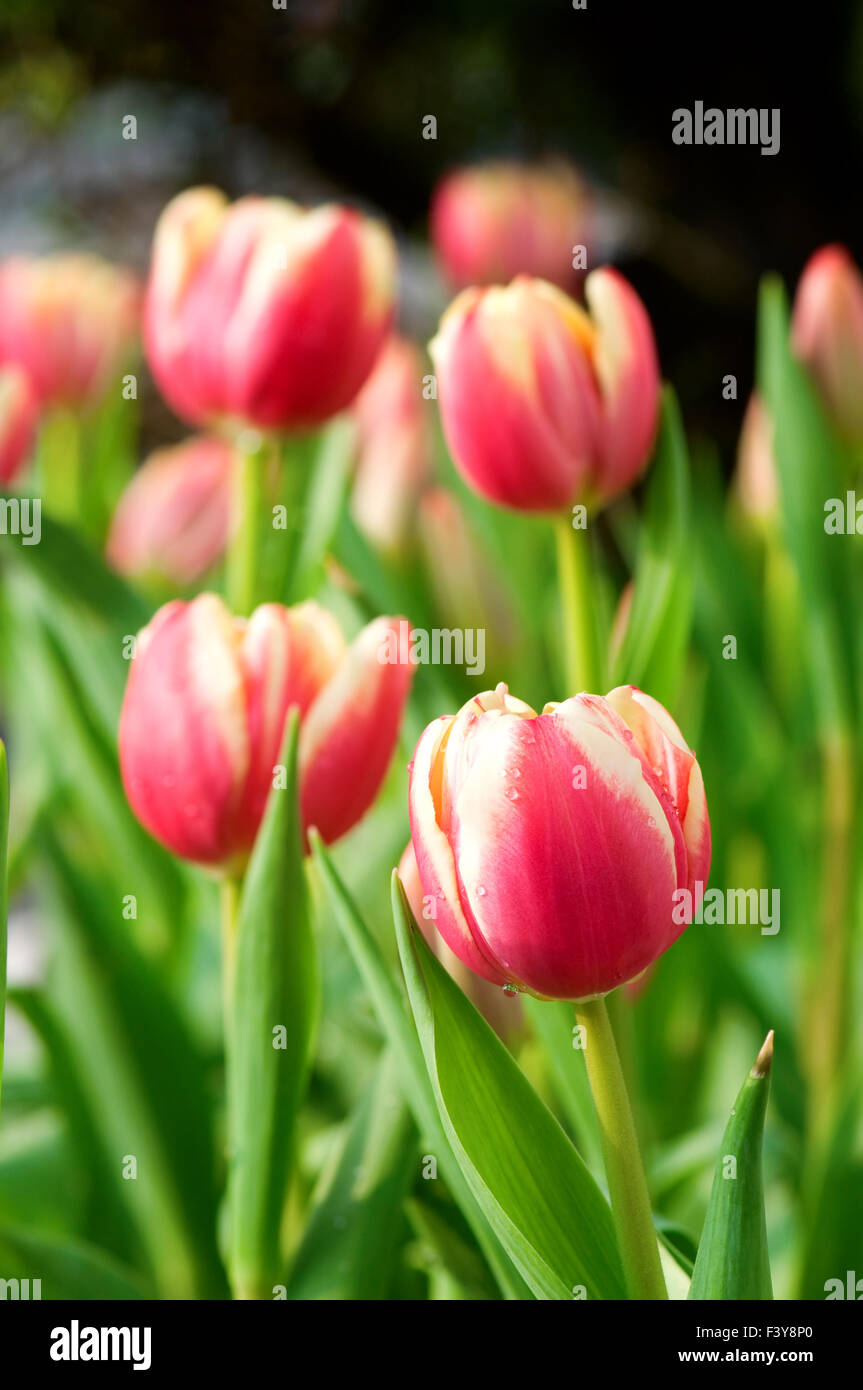 Multiple petals hi-res stock photography and images - Alamy