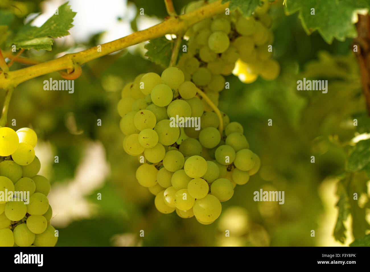 Fresh green grapes - summer sun lights Stock Photo - Alamy