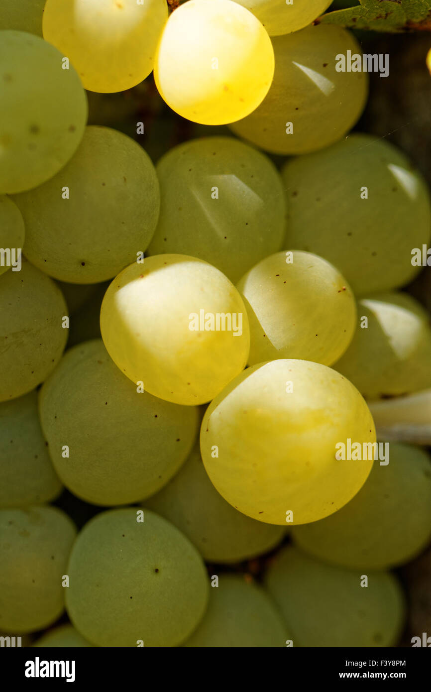 Fresh green grapes - summer sun lights Stock Photo - Alamy