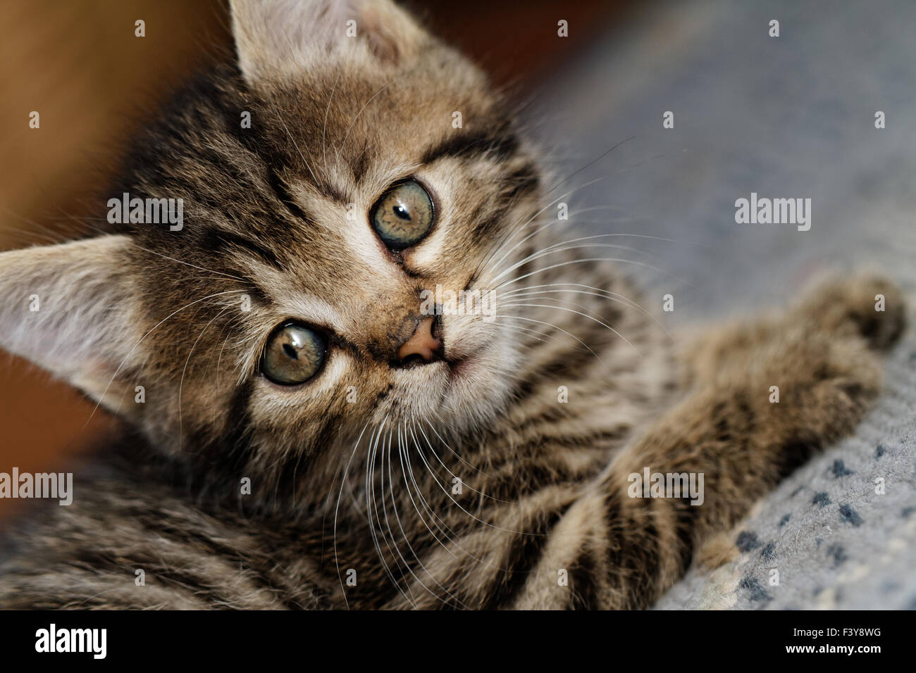 Close-up portrait of tabby house cat Stock Photo - Alamy