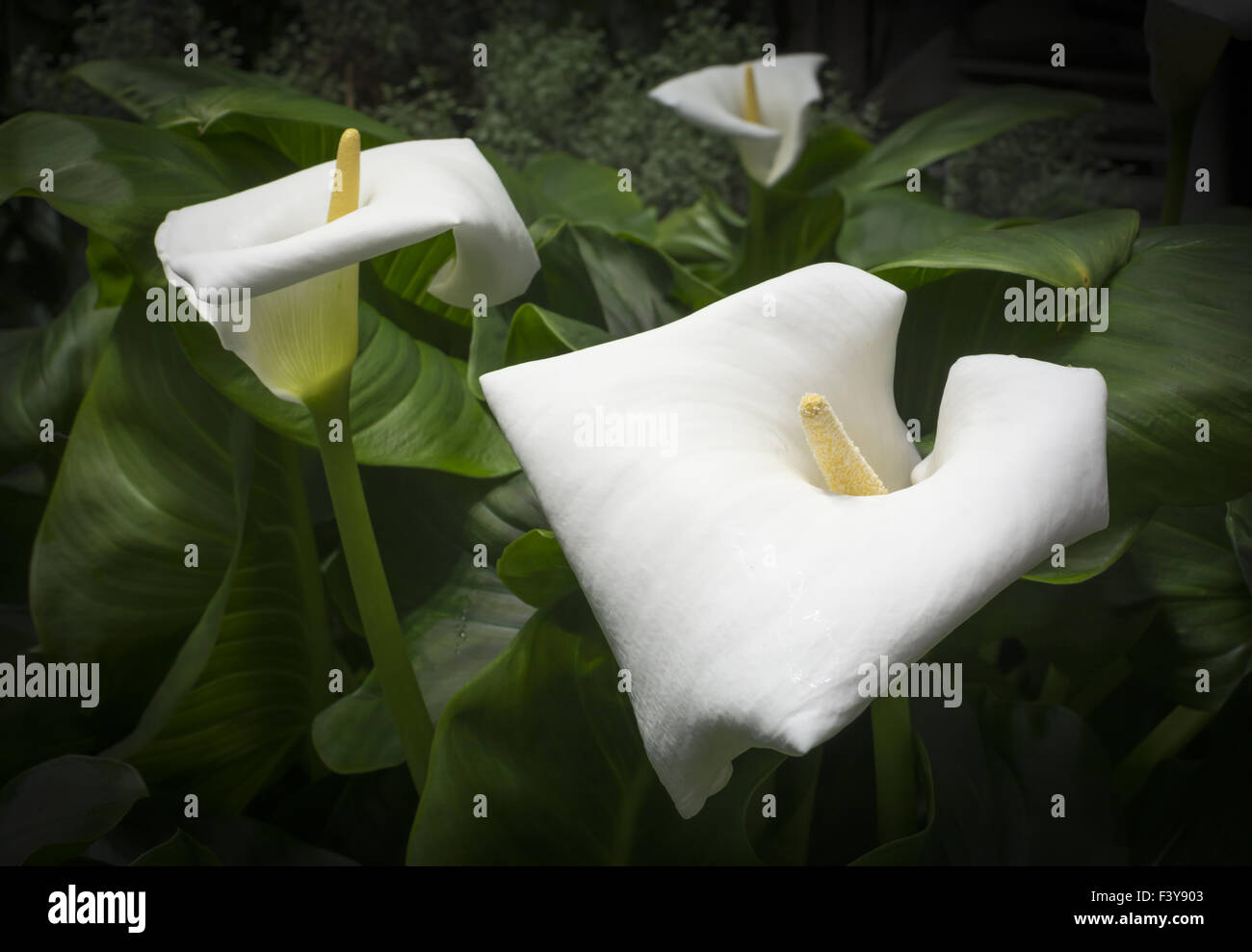 Three White Callas Stock Photo - Alamy