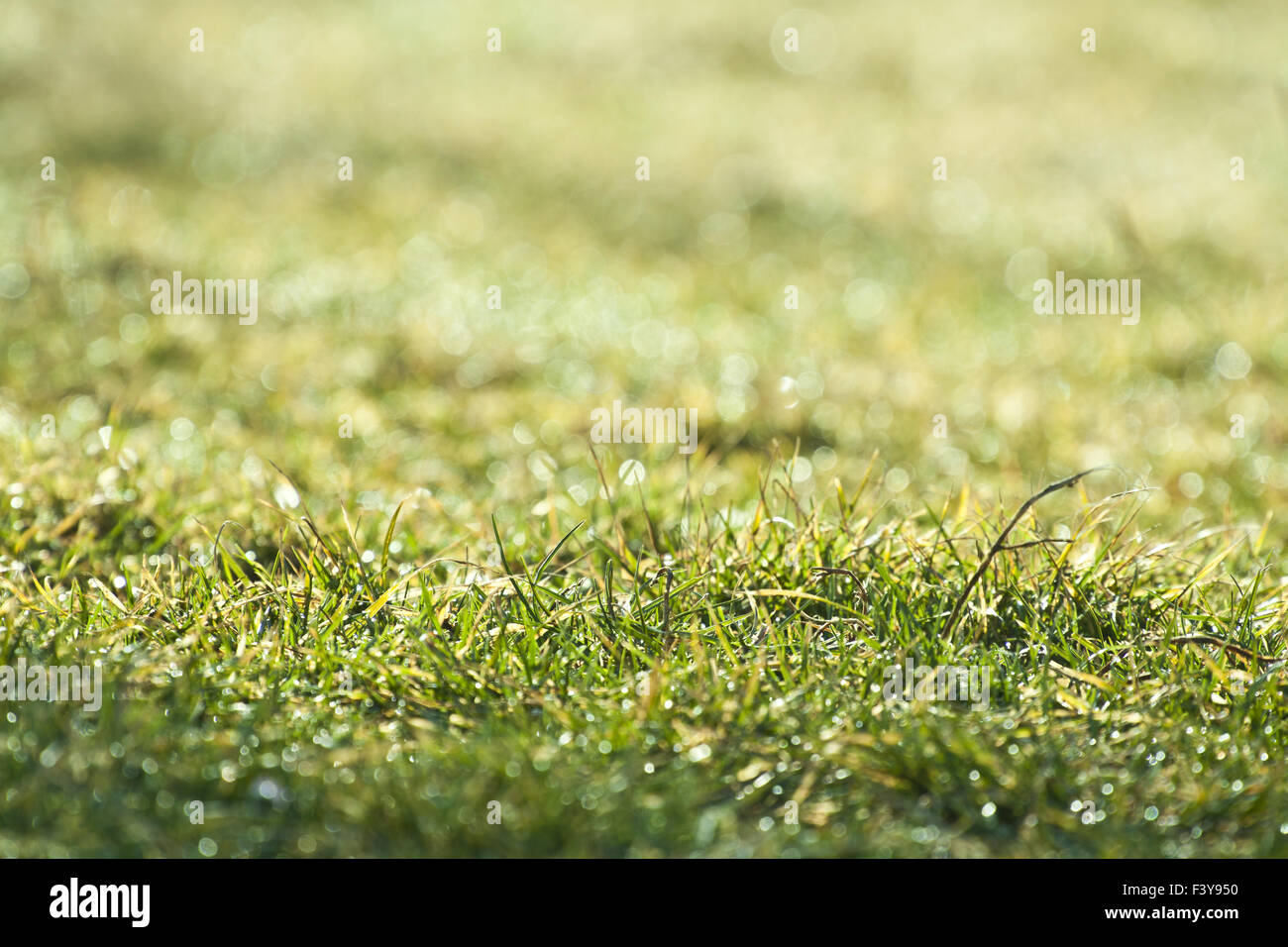 Wiese gras meadow grass hi-res stock photography and images - Alamy