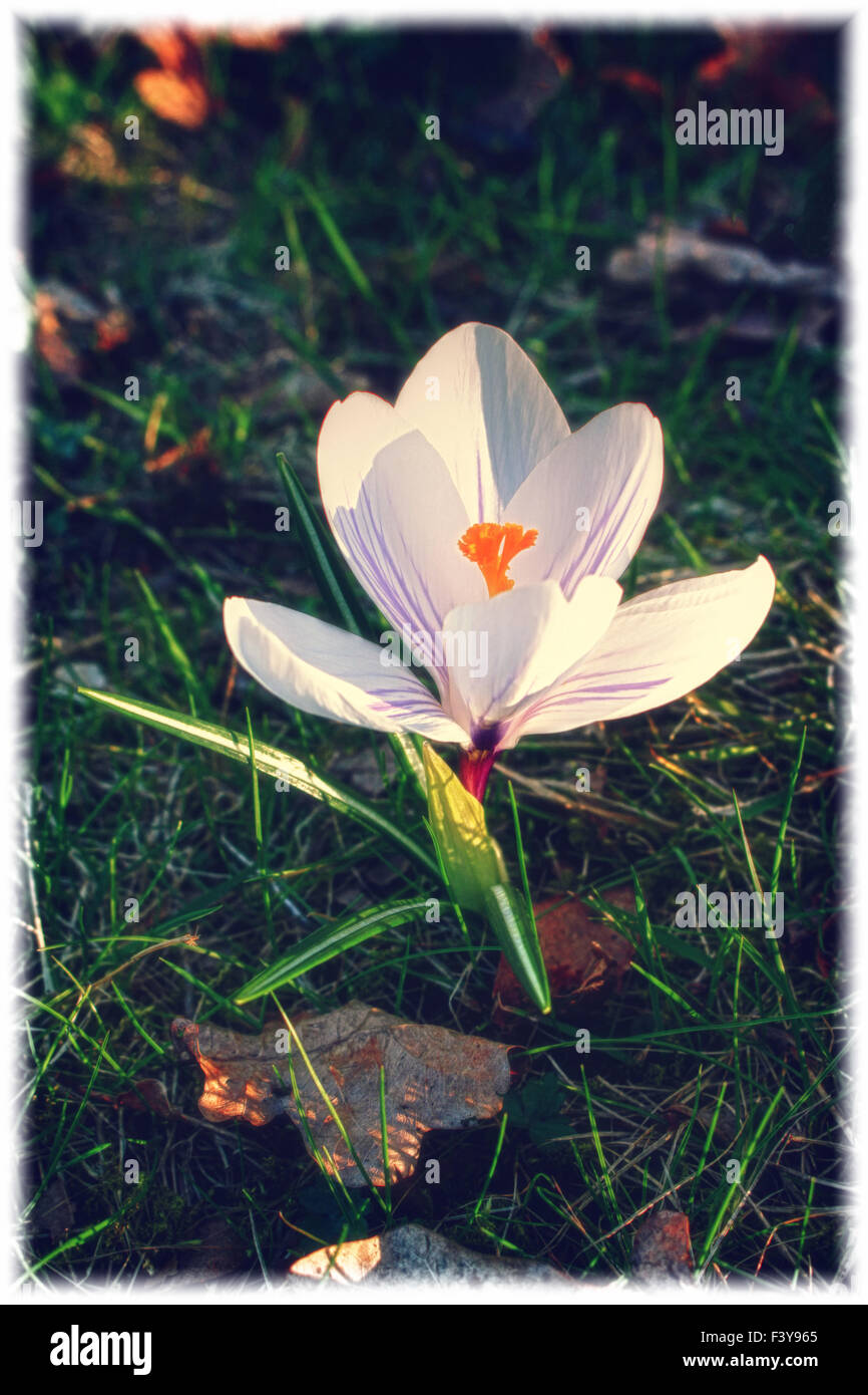 Herald of spring crocus hi-res stock photography and images - Alamy