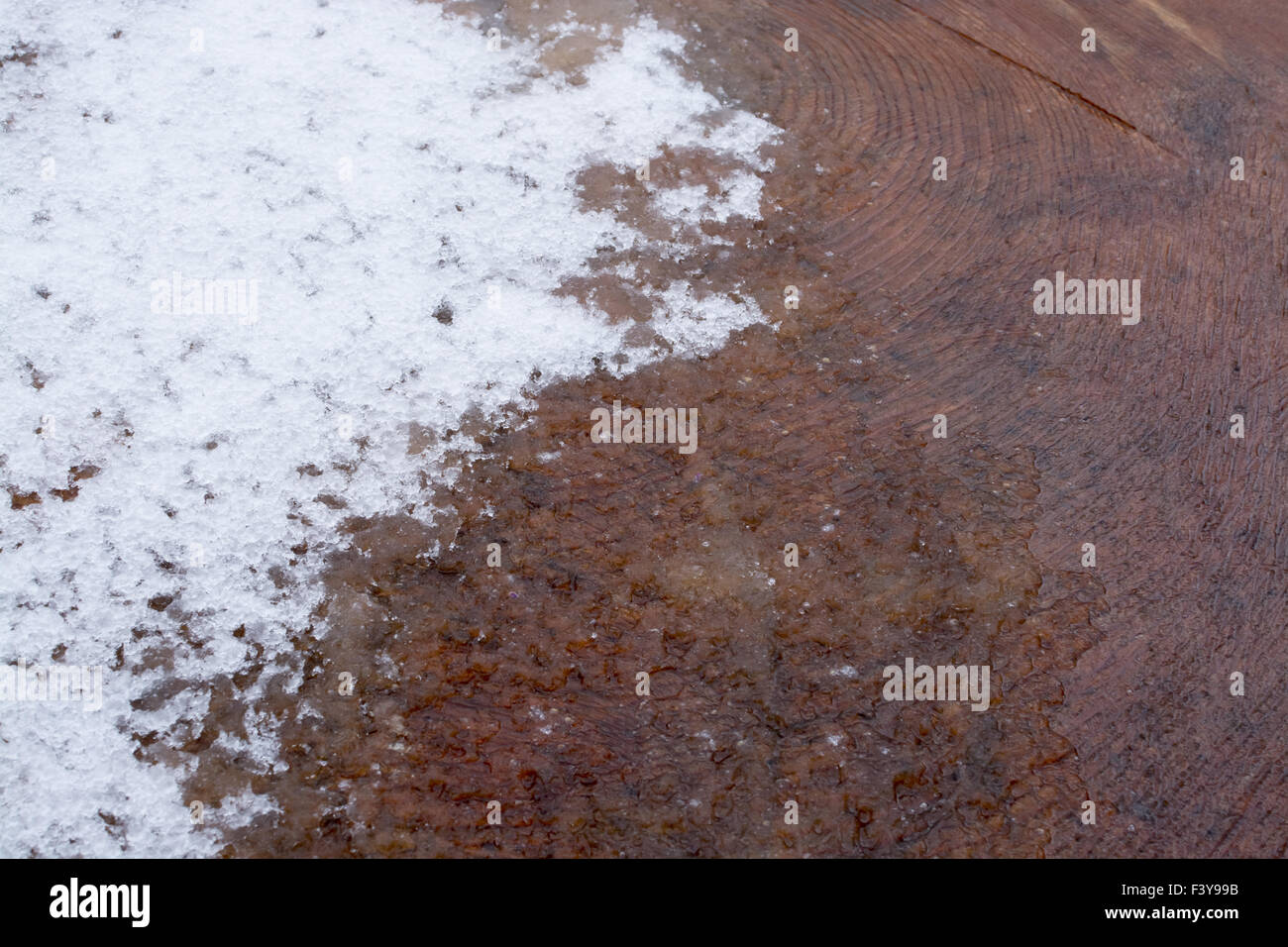 Cut tree surface with melting snow Stock Photo - Alamy