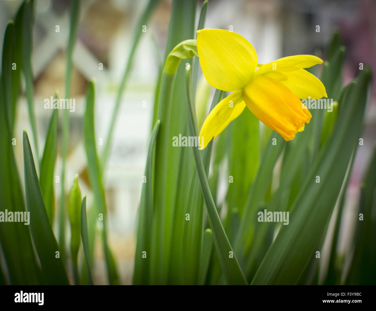Single yellow daffodil Stock Photo - Alamy