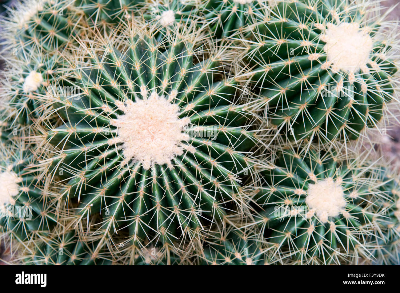 Giant cactus hi-res stock photography and images - Alamy