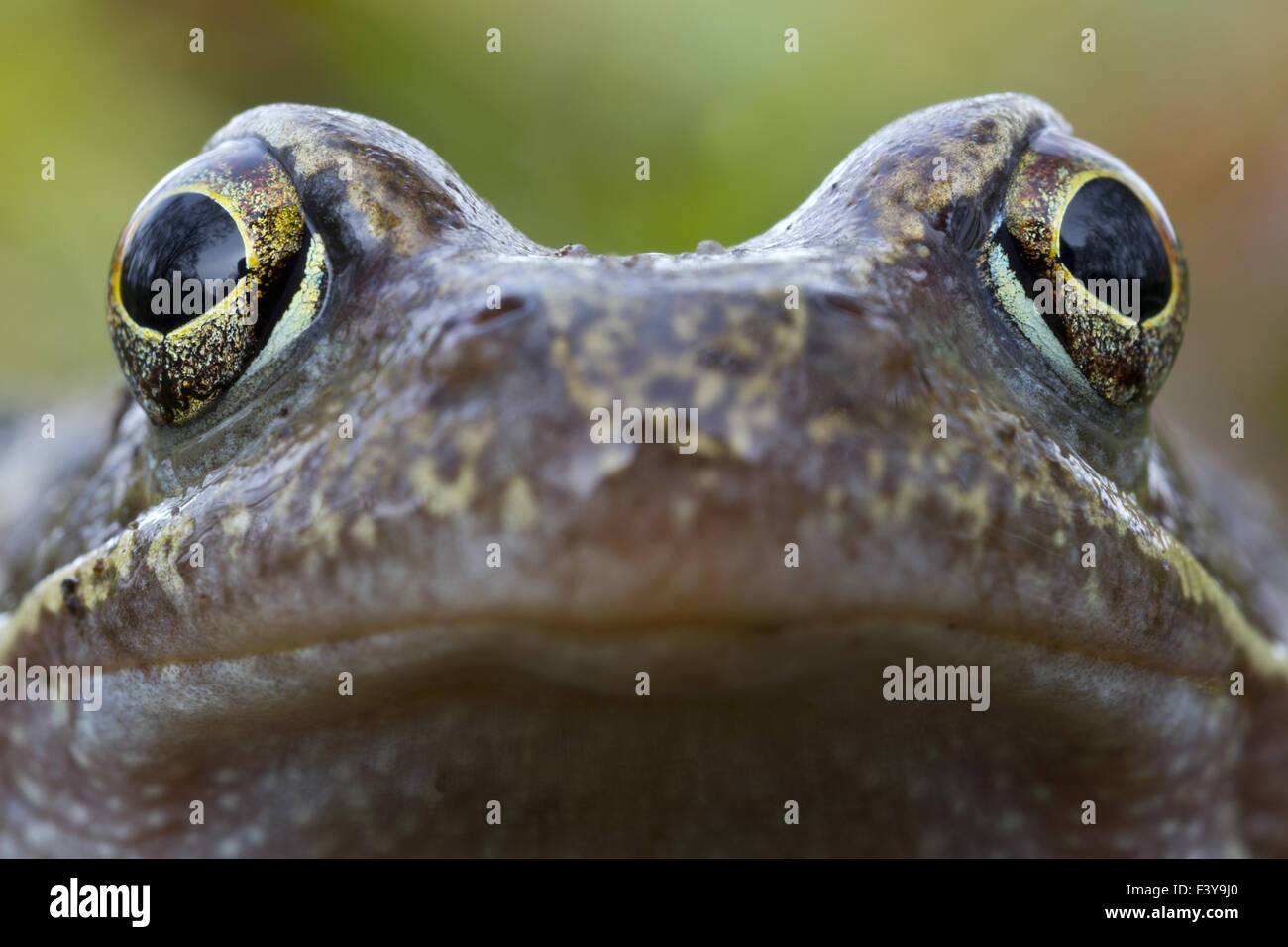 Frog eye hi-res stock photography and images - Alamy