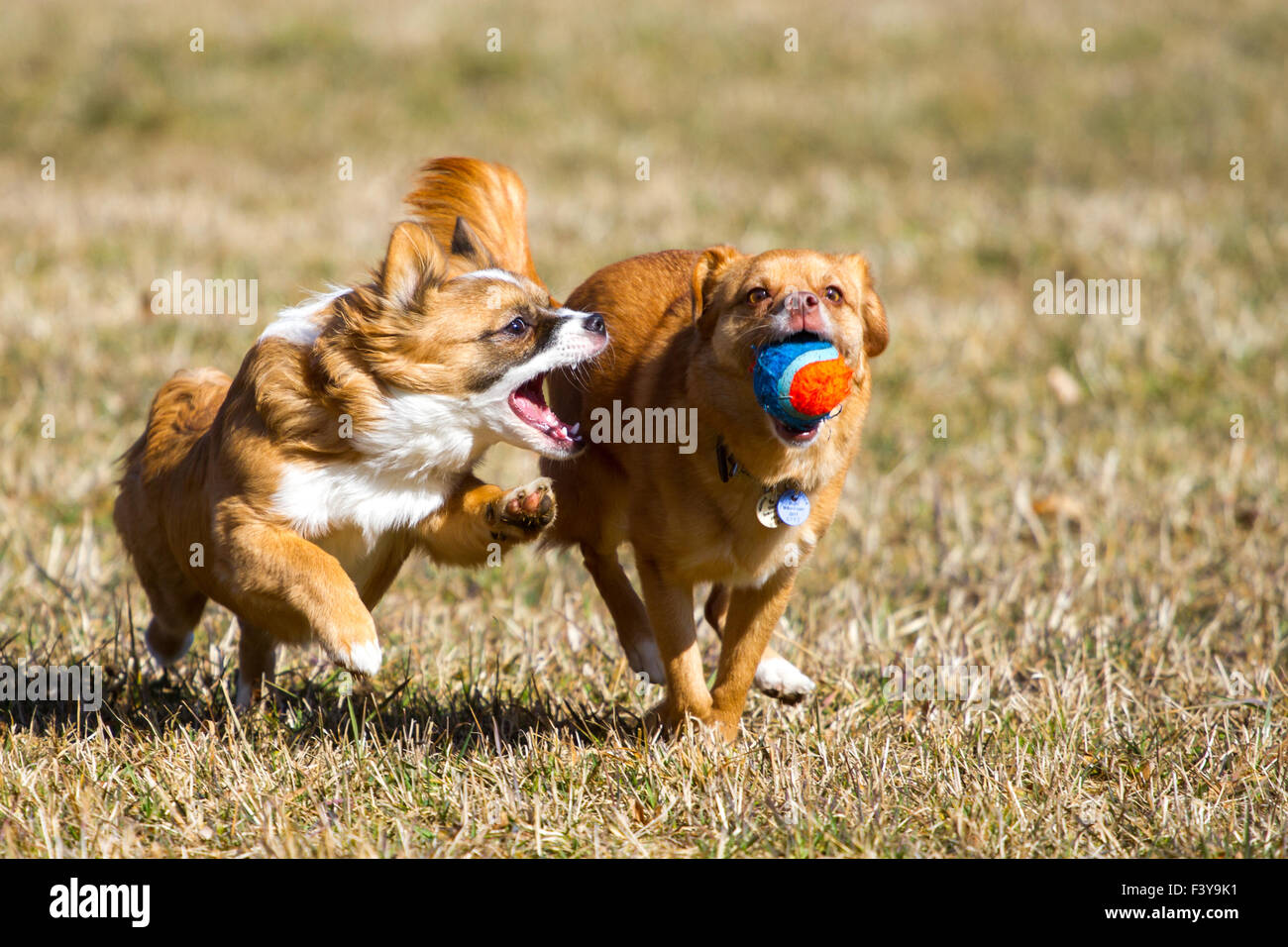 Action Dog with a ball Stock Photo - Alamy