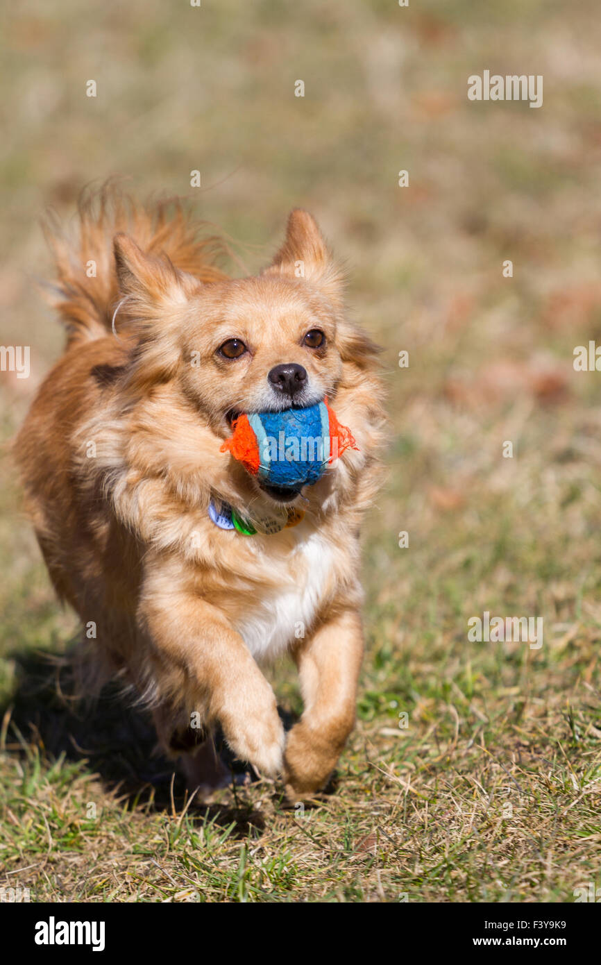 Ball retrieval hi-res stock photography and images - Alamy
