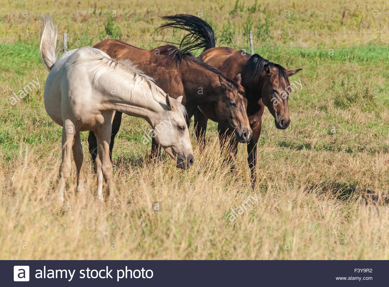 Quarter Horses High Resolution Stock Photography and Images - Alamy