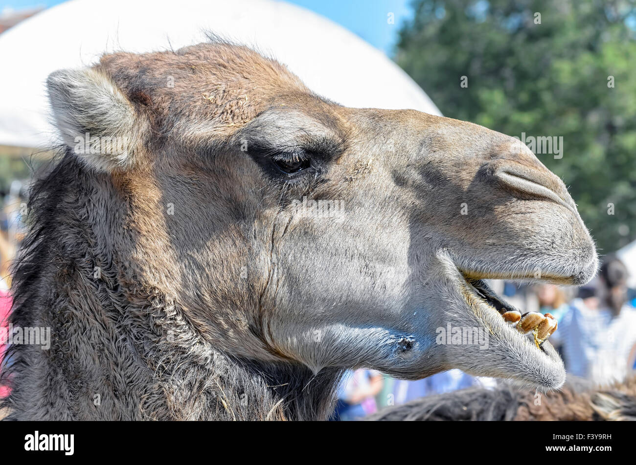 Camel teeth hi-res stock photography and images - Alamy
