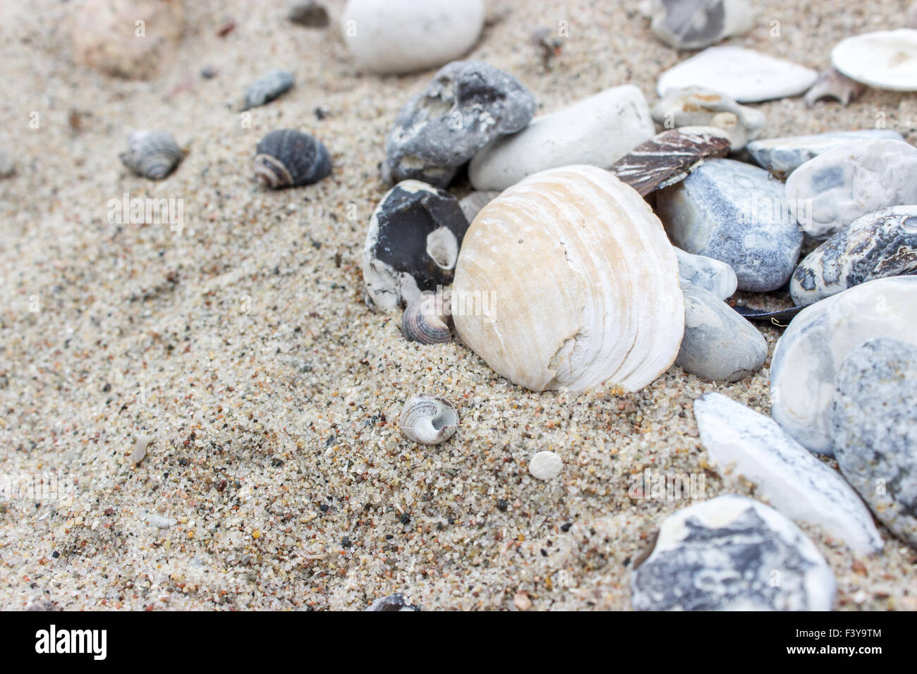 Shells and stones on the sandy beach Stock Photo - Alamy