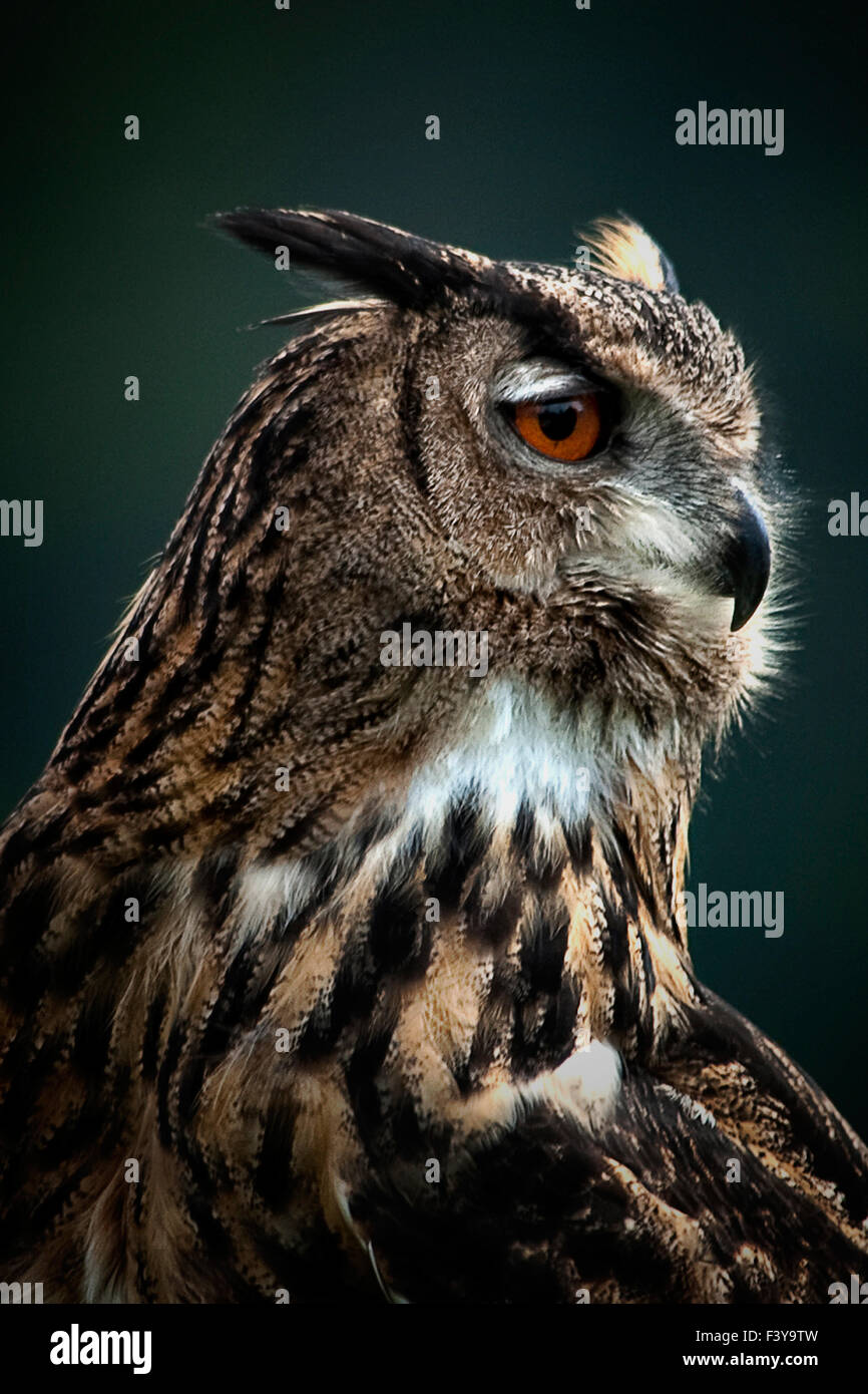 Roter adler hi-res stock photography and images - Alamy