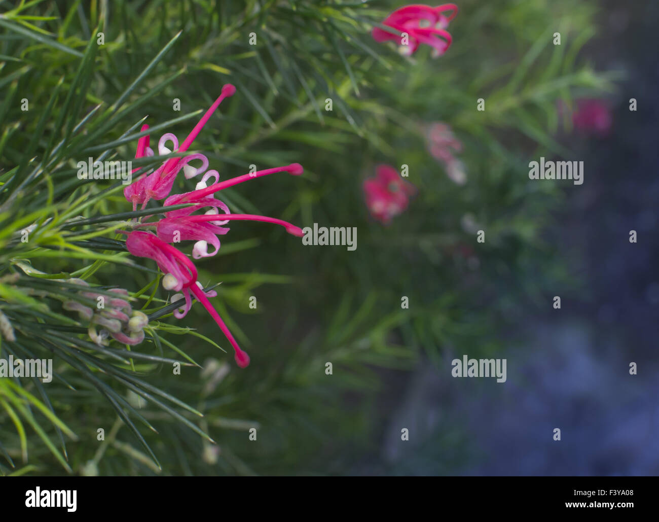 Juniper grevillea with pink flowers Stock Photo - Alamy