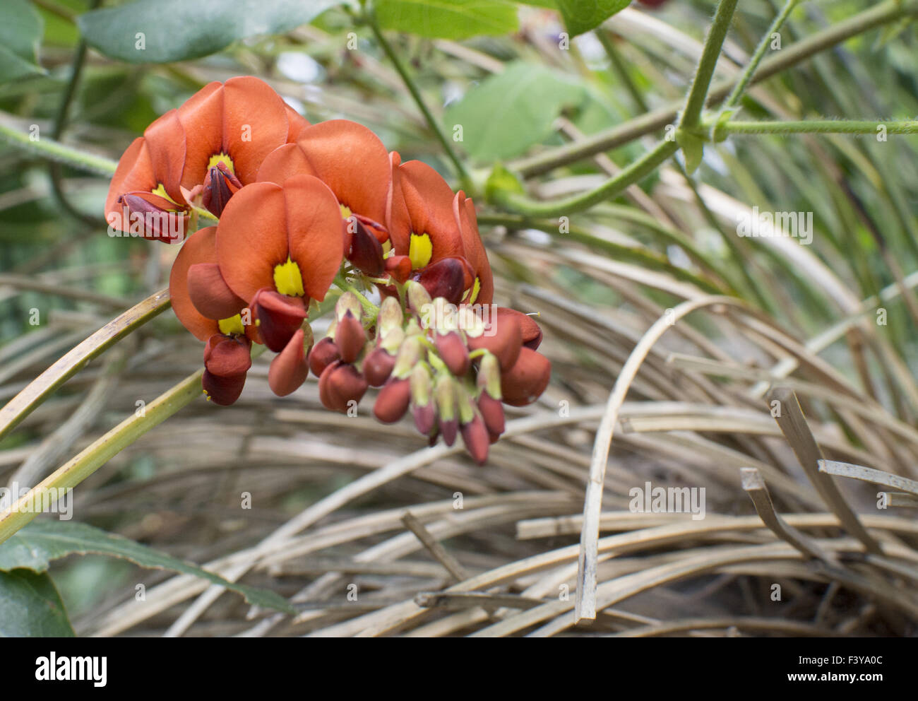 Chorizema cordatum hi-res stock photography and images - Alamy
