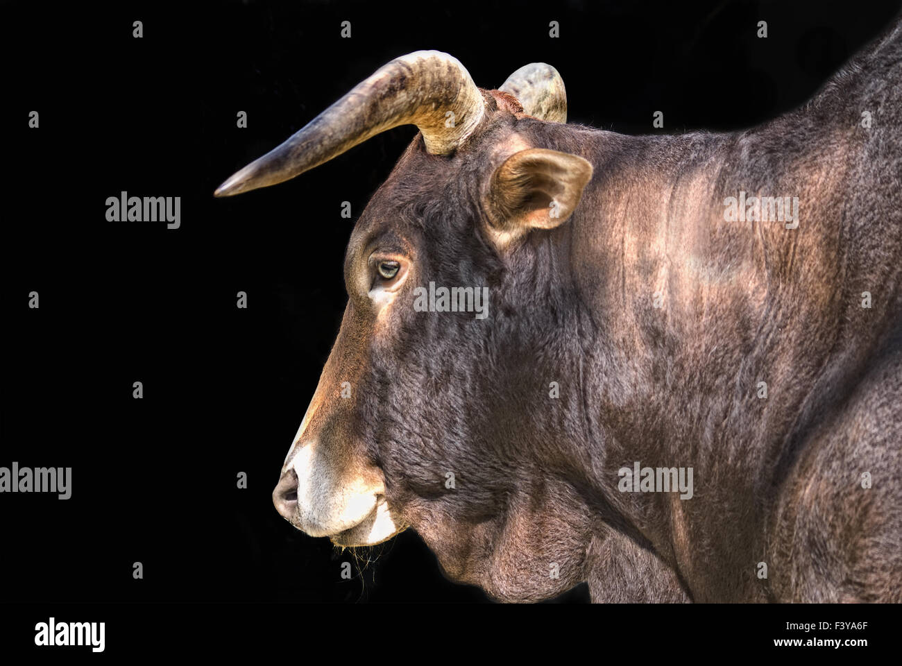 Zebu rinder hi-res stock photography and images - Alamy