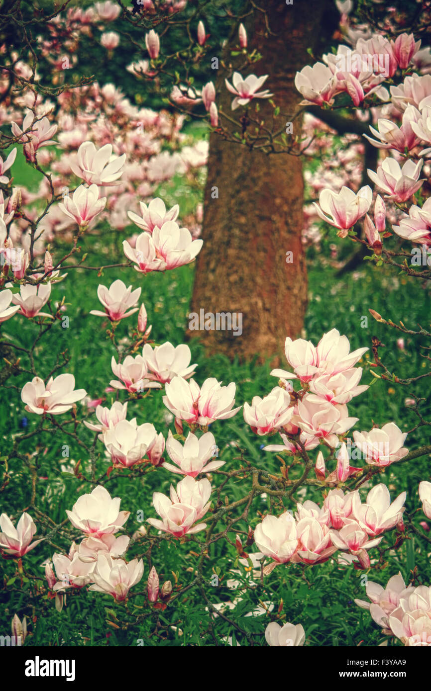 Magnolia family hi-res stock photography and images - Alamy