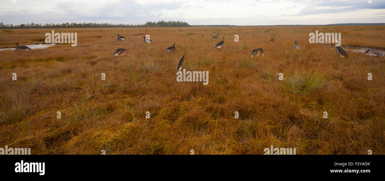 hunting on a bog with goose profile Stock Photo - Alamy