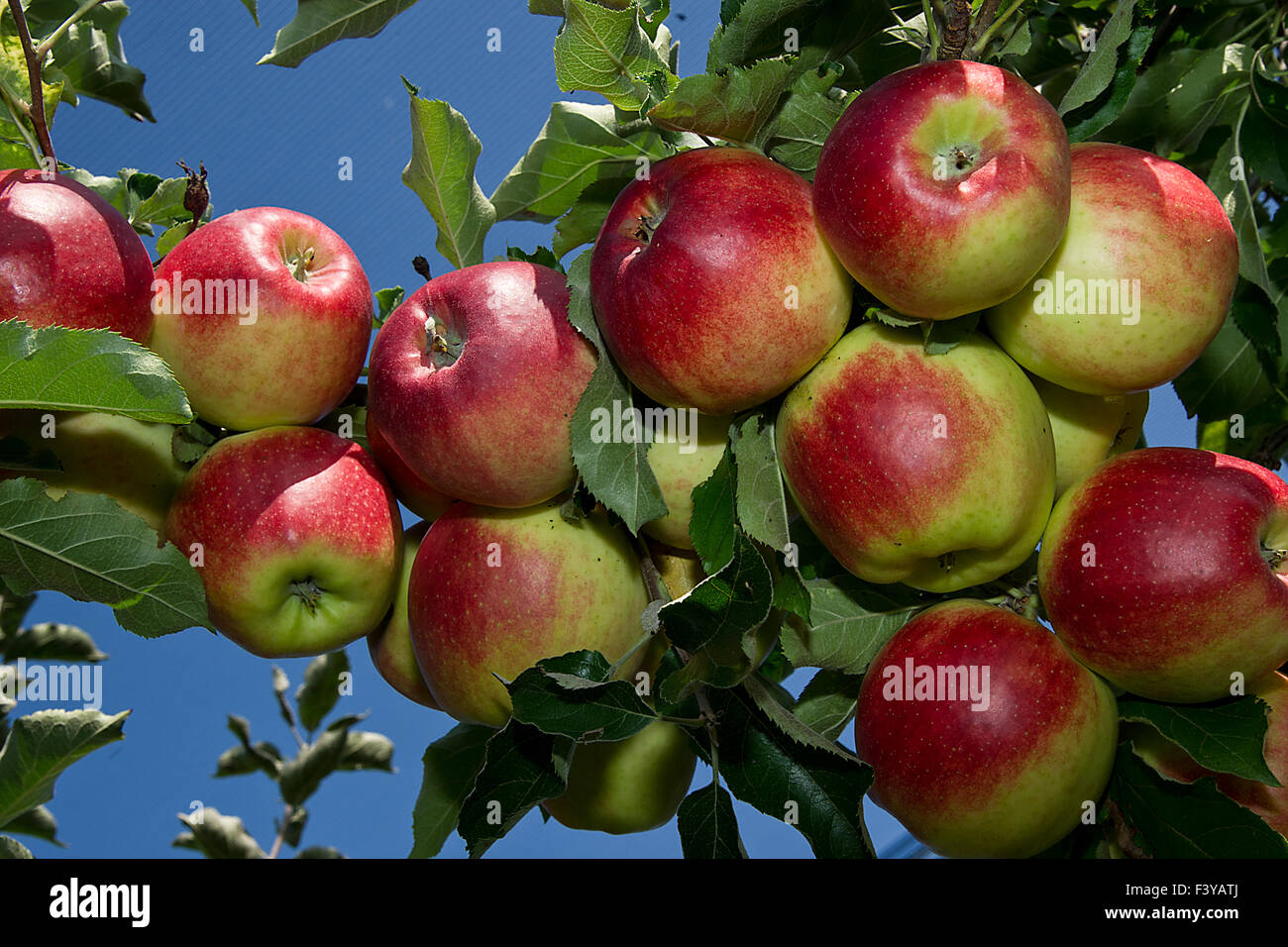 Sommer apfelernte hi-res stock photography and images - Alamy