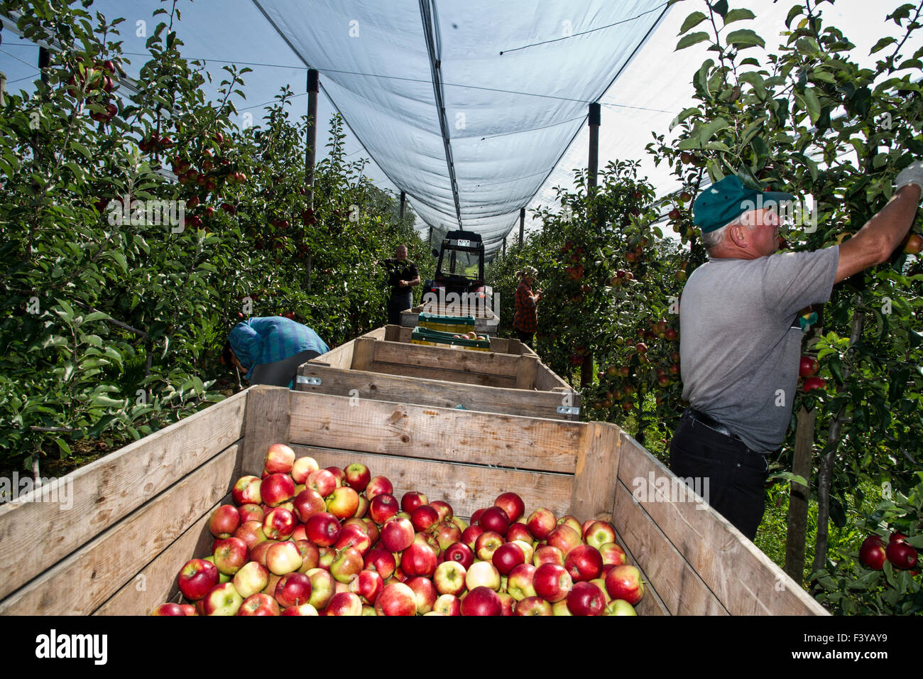 apple picking seson Stock Photo - Alamy