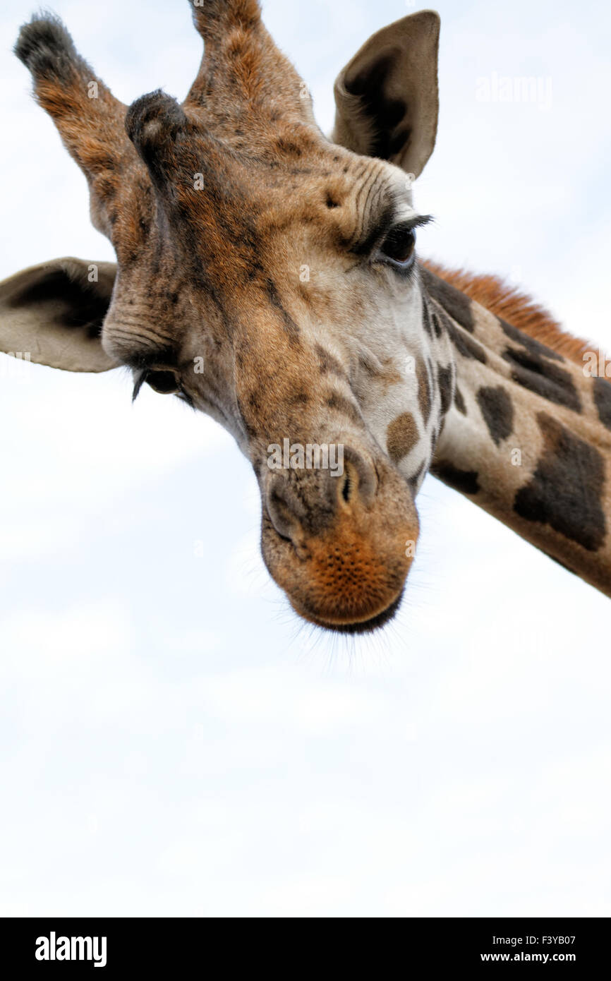 Sad giraffe hi-res stock photography and images - Alamy
