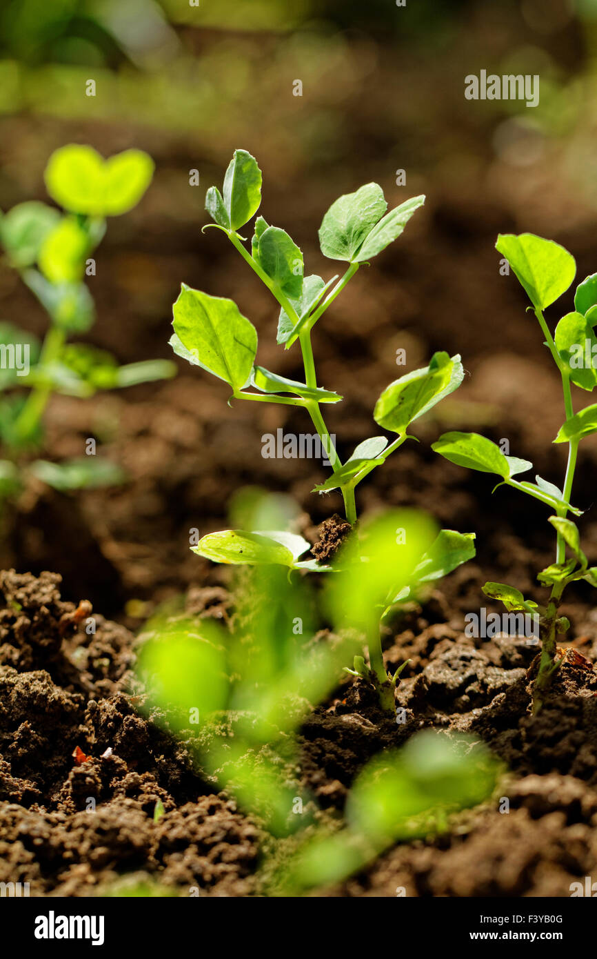 Farmland field pea plants hi-res stock photography and images - Alamy