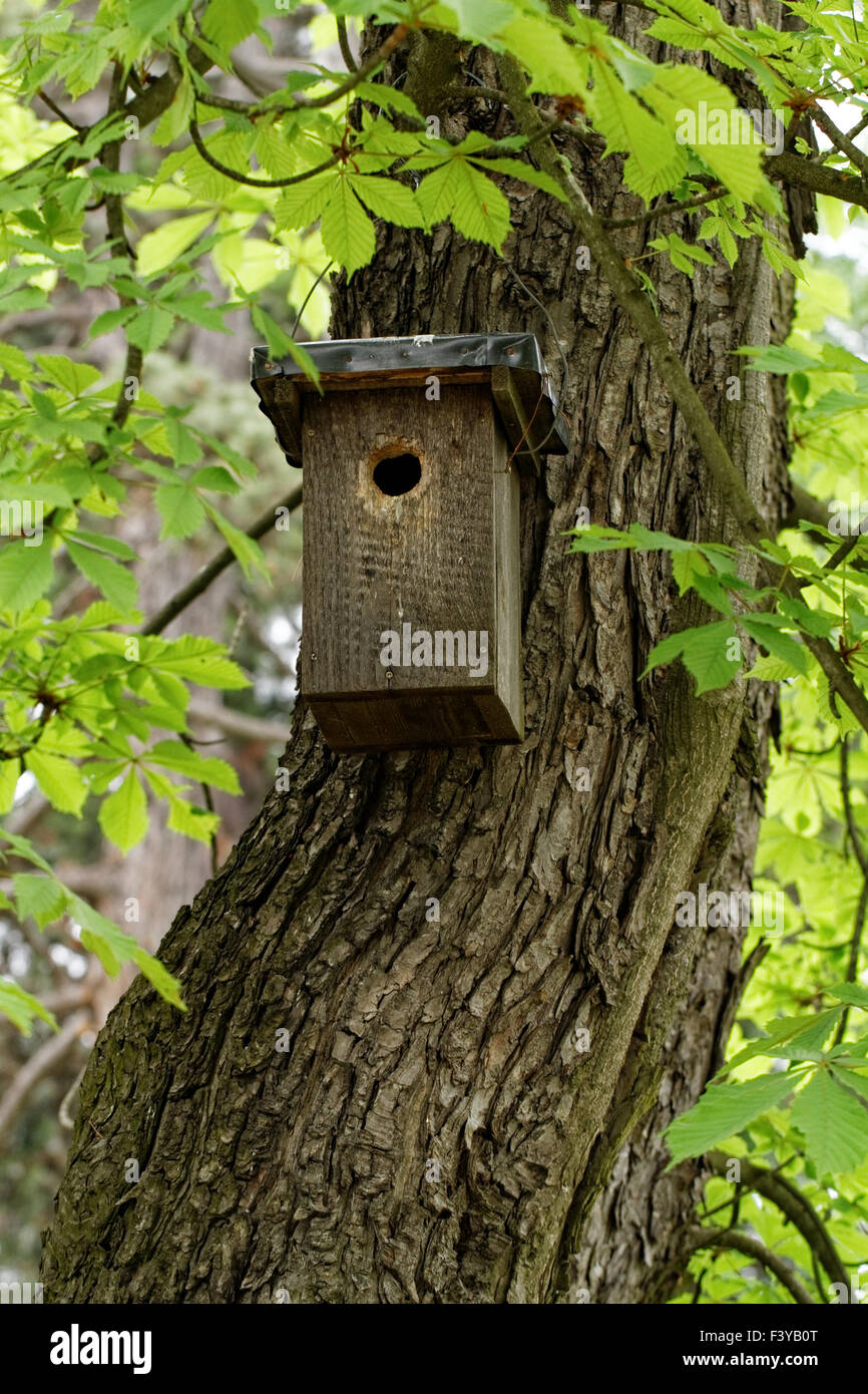 Photo of a tree trunk with a bird feeder Stock Photo - Alamy