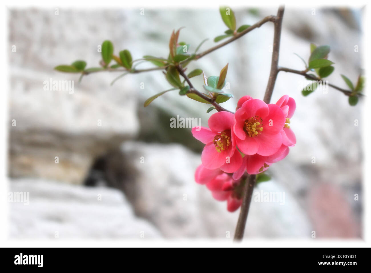 Japanese flowering quince Stock Photo - Alamy