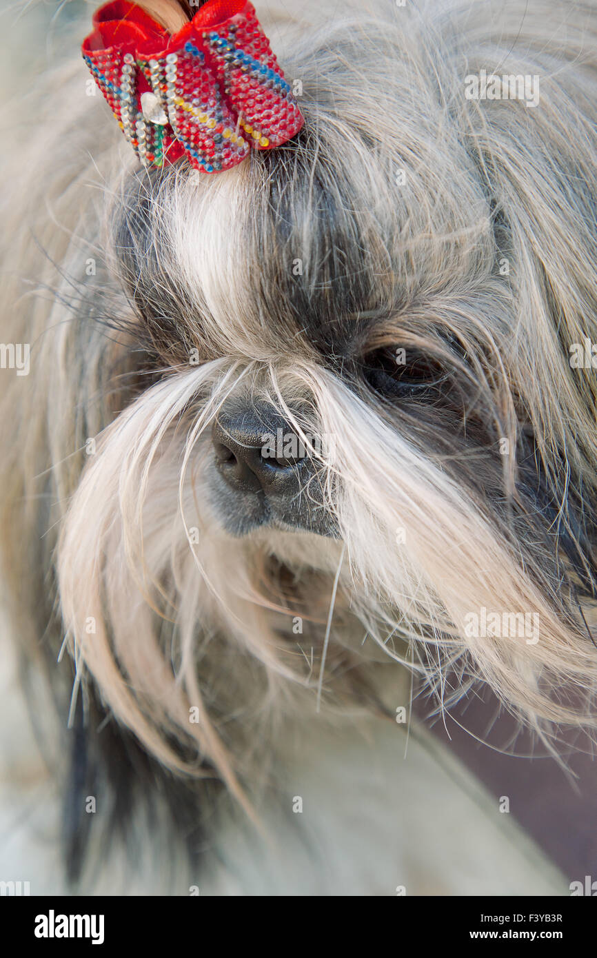 Shitsu dog hi-res stock photography and images - Alamy