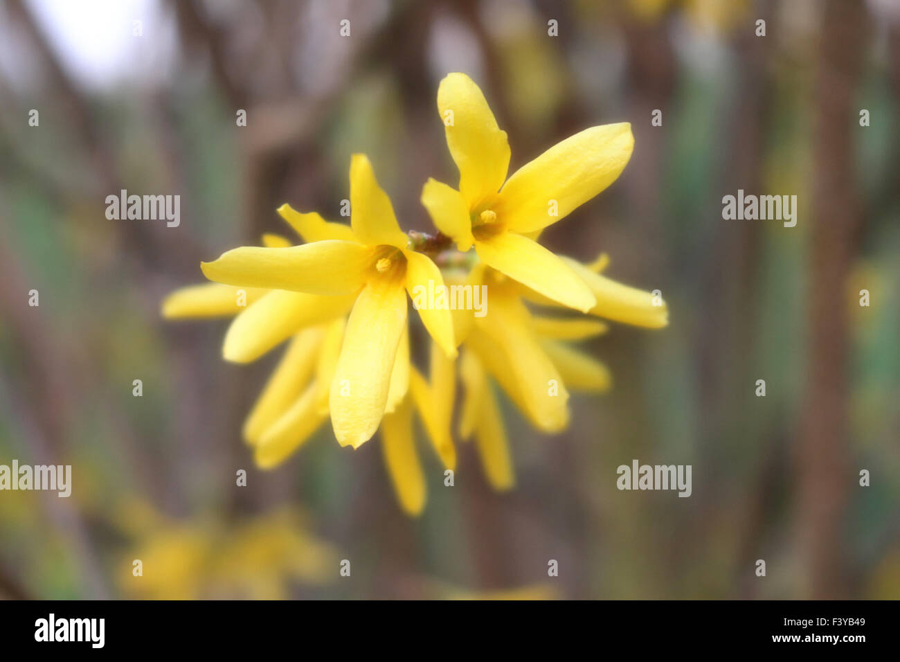 Forsythia leaves hi-res stock photography and images - Alamy