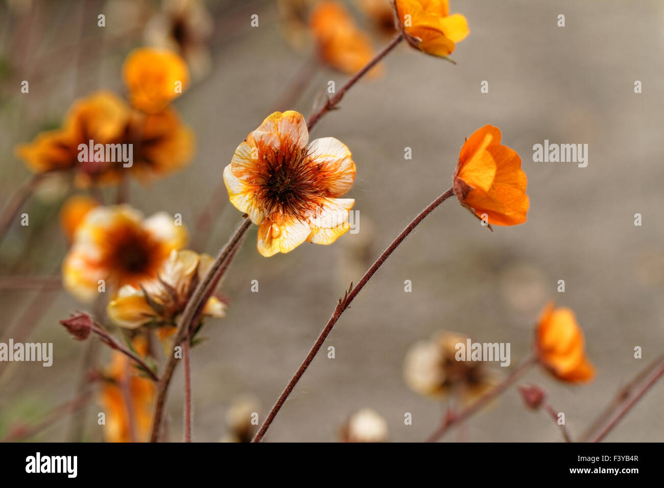Photo of orange rose hi-res stock photography and images - Alamy