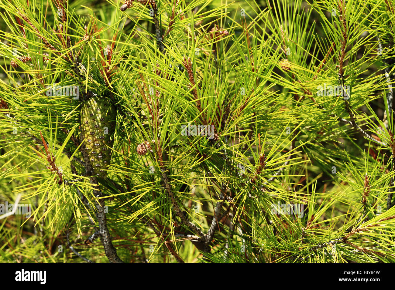 Pine leaves hi-res stock photography and images - Alamy
