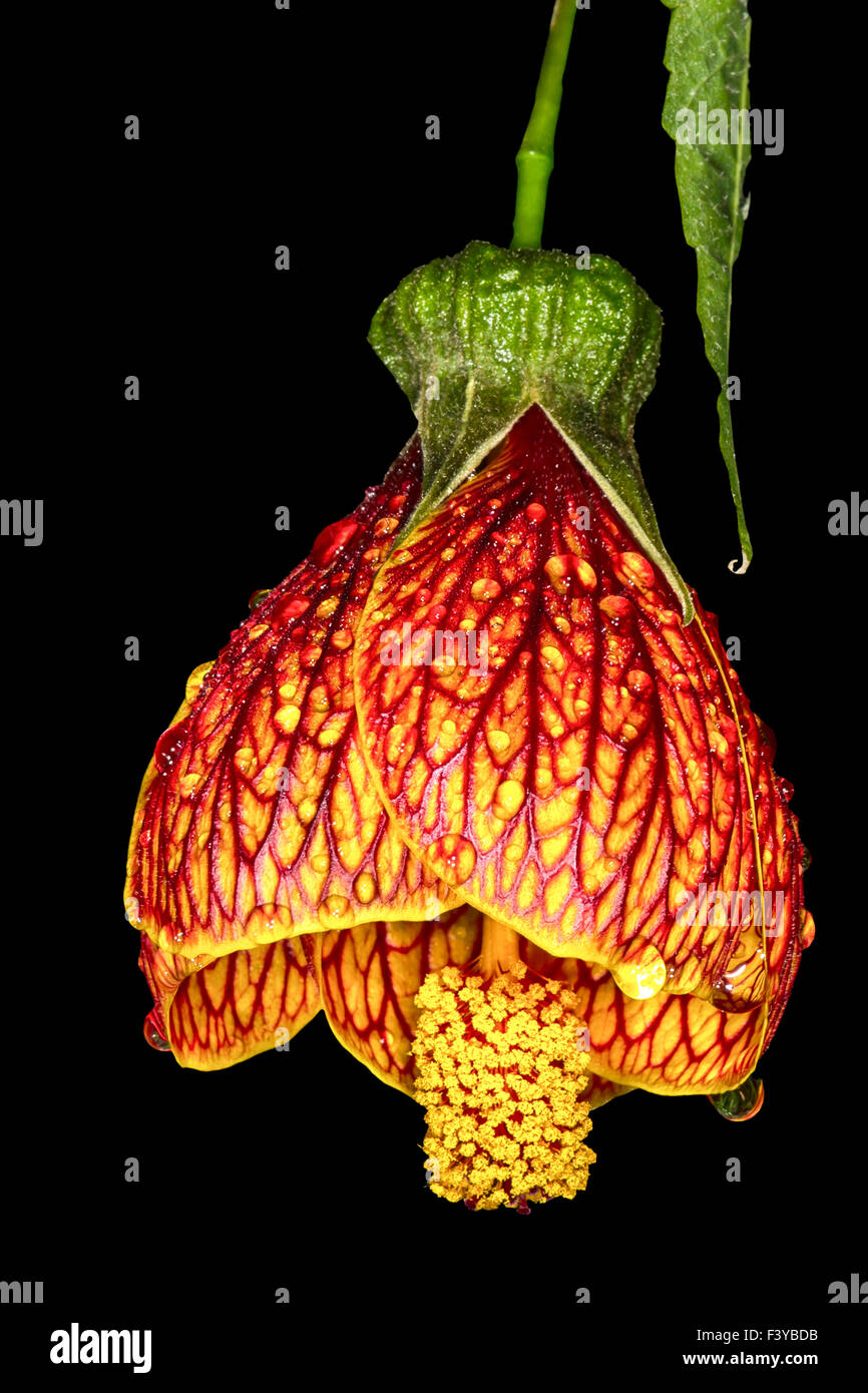 Schachbrettmuster hi-res stock photography and images - Alamy