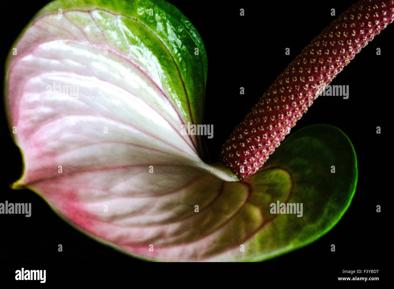 Flamingo flowers hi-res stock photography and images - Alamy