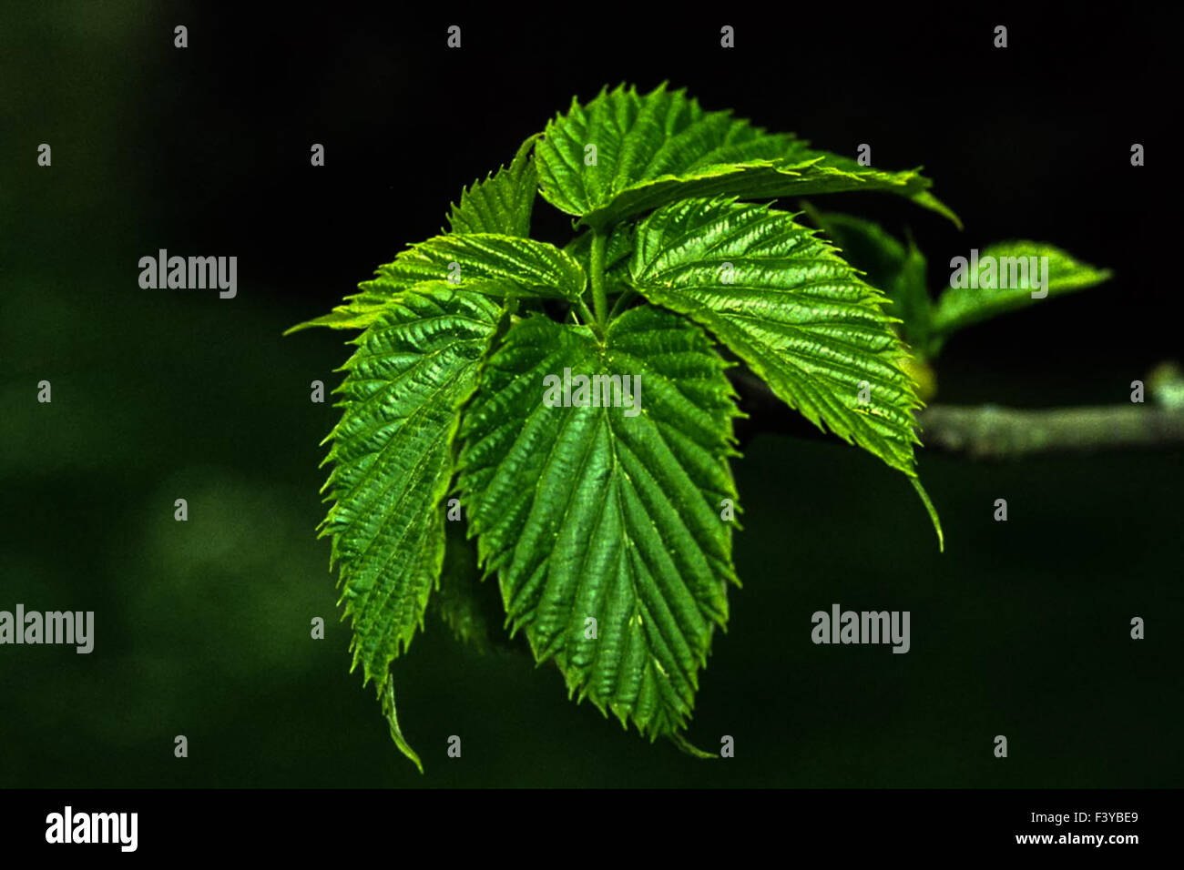 Beech leaf hi-res stock photography and images - Alamy