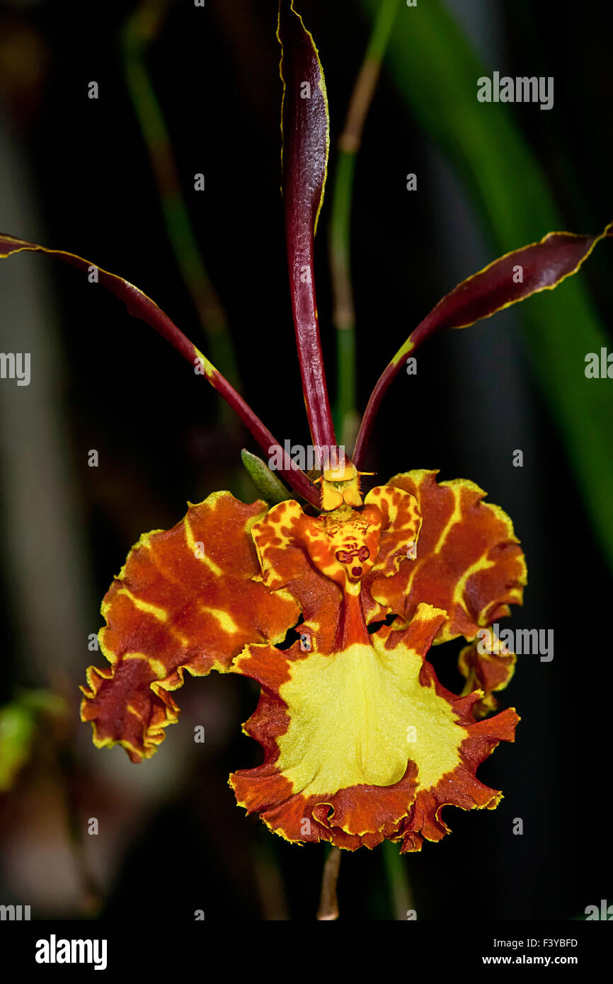 Rosa orchideen hi-res stock photography and images - Alamy