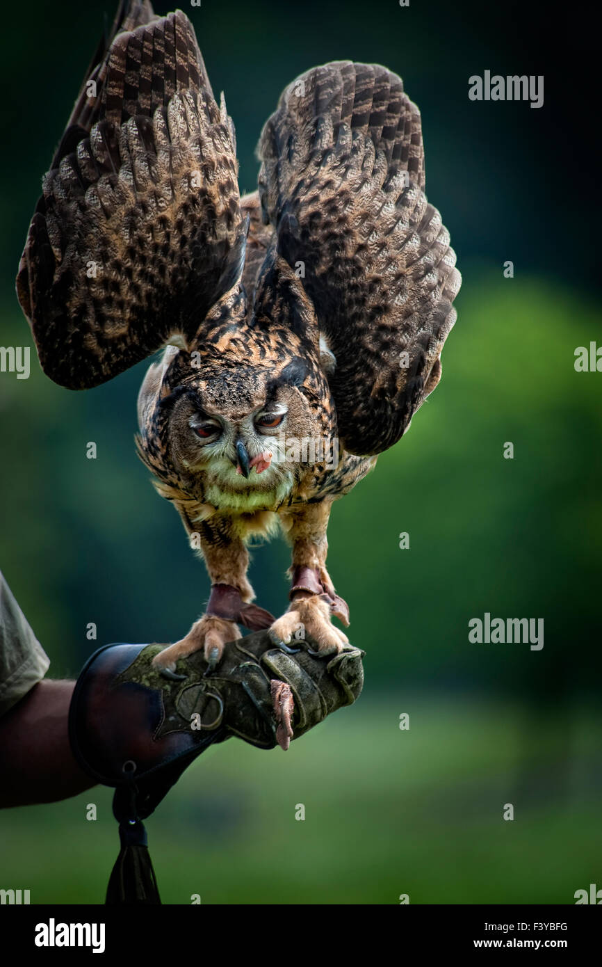 Ow hi-res stock photography and images - Alamy